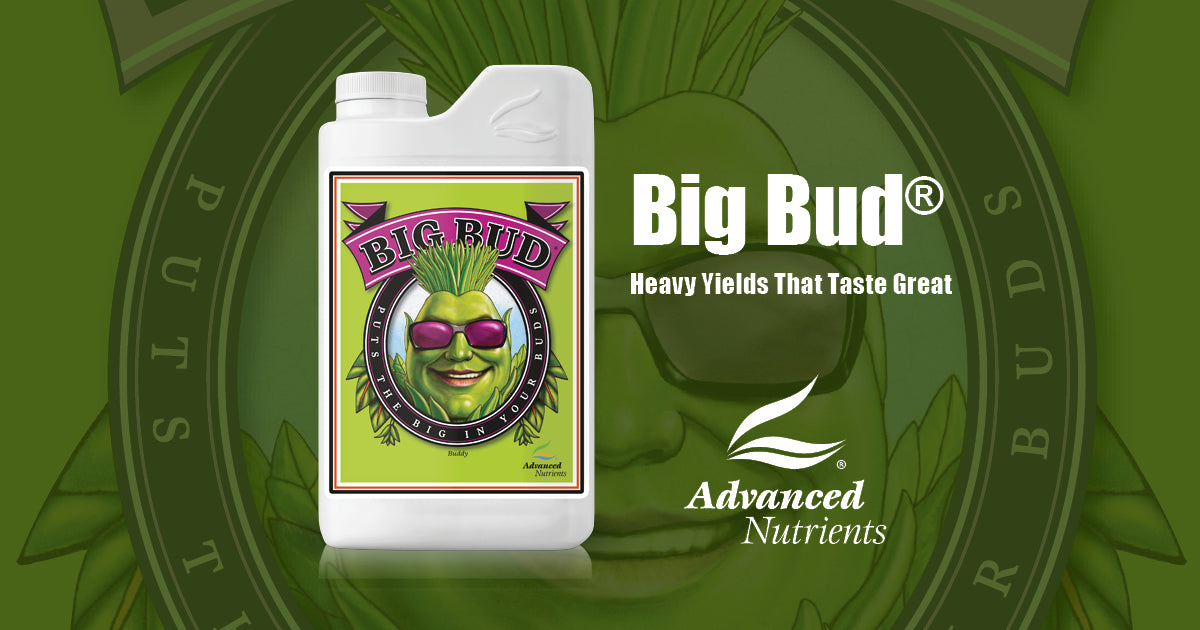Big Bud Powder – Mr. Fertilizer